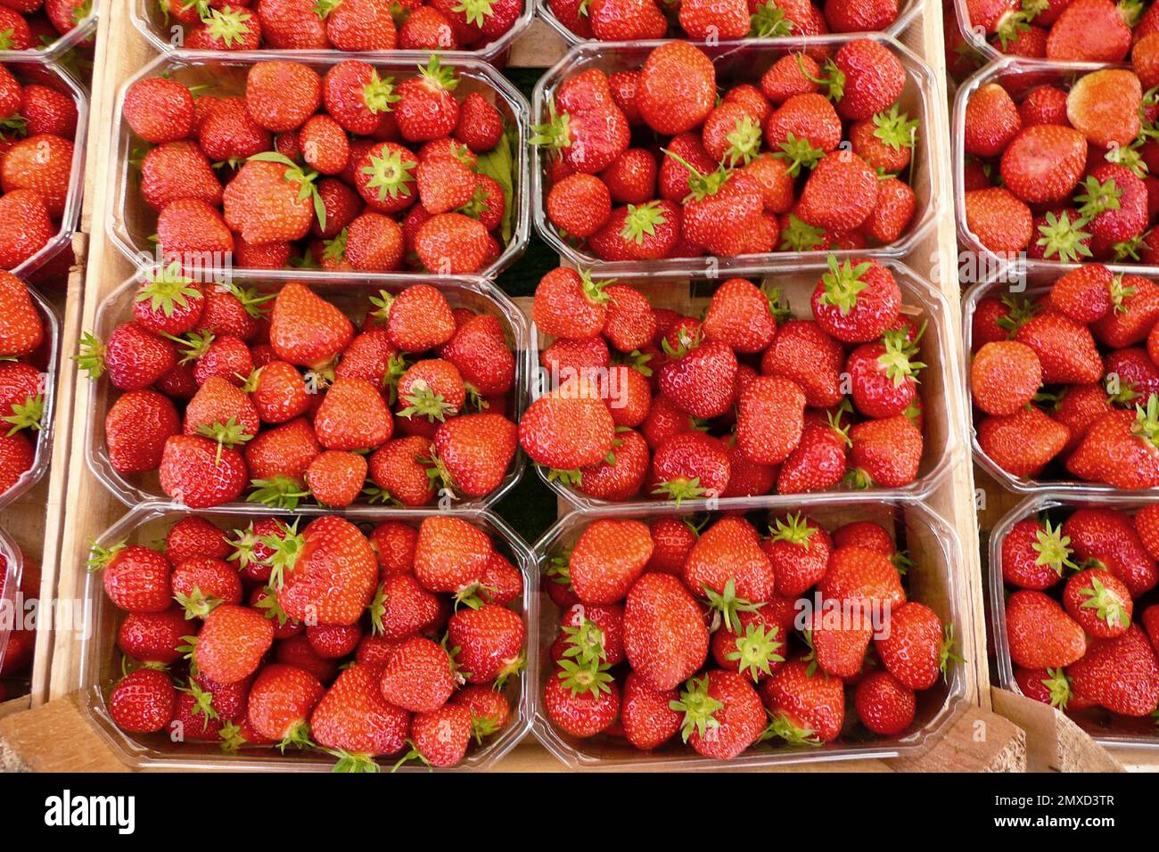 hybrid strawberry, garden strawberry (Fragaria x ananassa, Fragaria ...