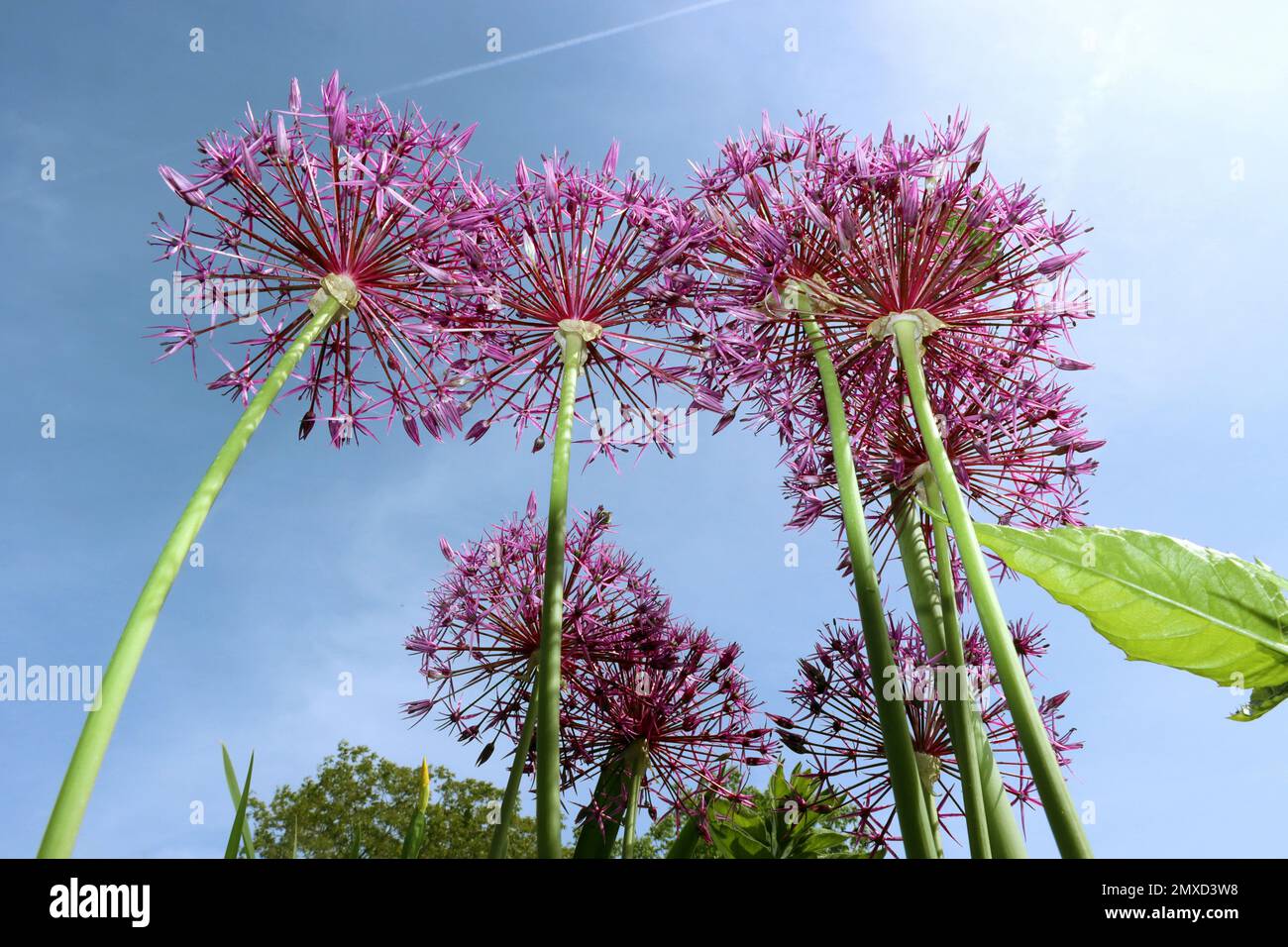 Star of Persia, ornamental onion (Allium christophii), inflorescences ...