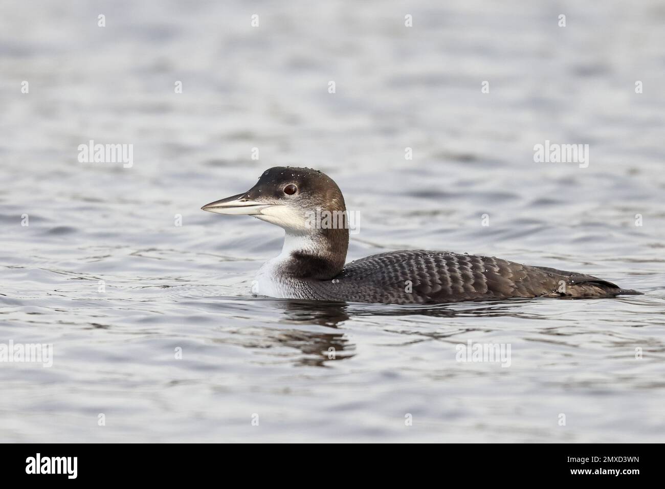 great northern diver (Gavia immer), swimming, squeaker, Netherlands ...