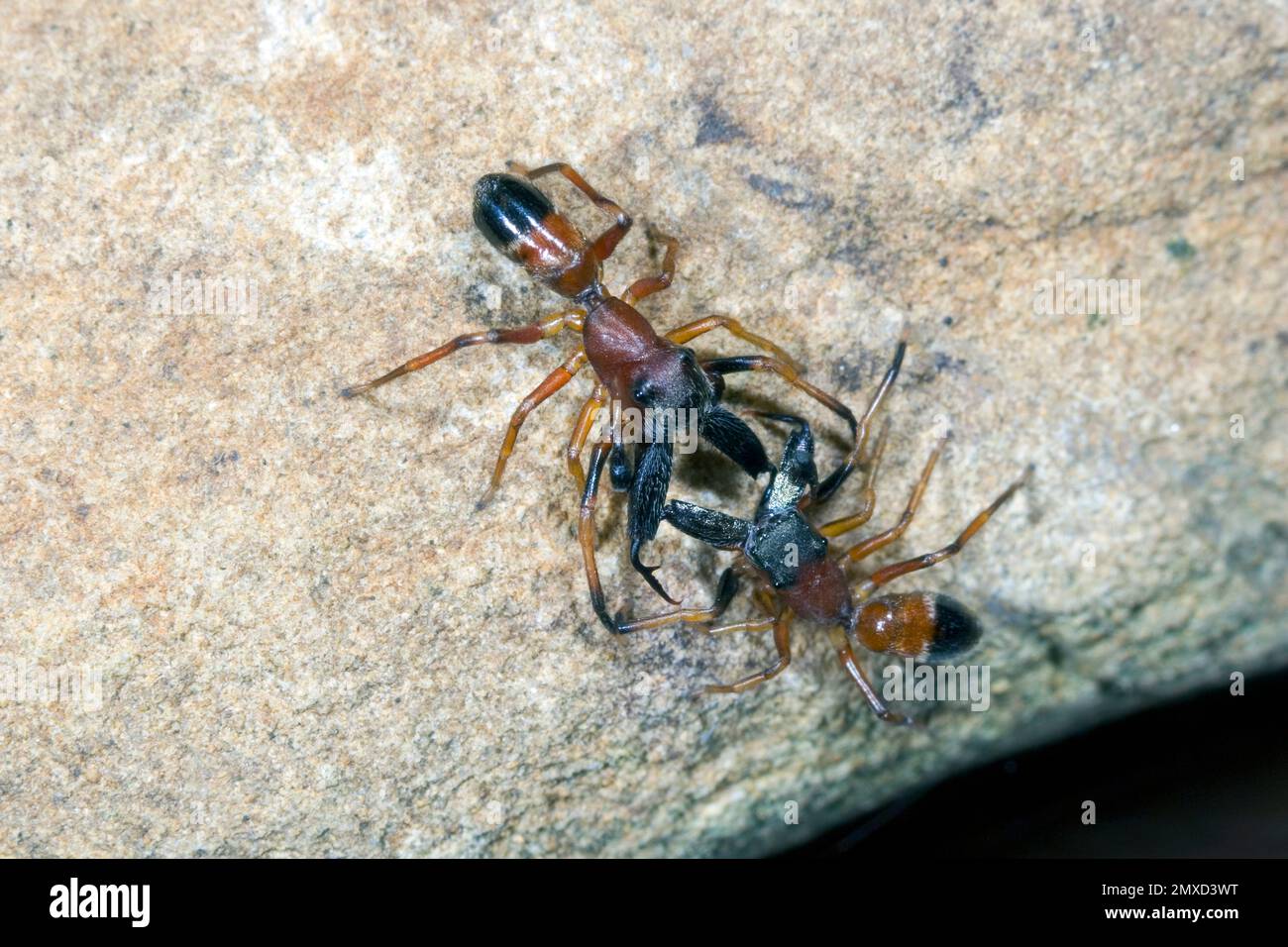 Ant mimic jumping spider, Ant spider (Myrmarachne formicaria), two ...