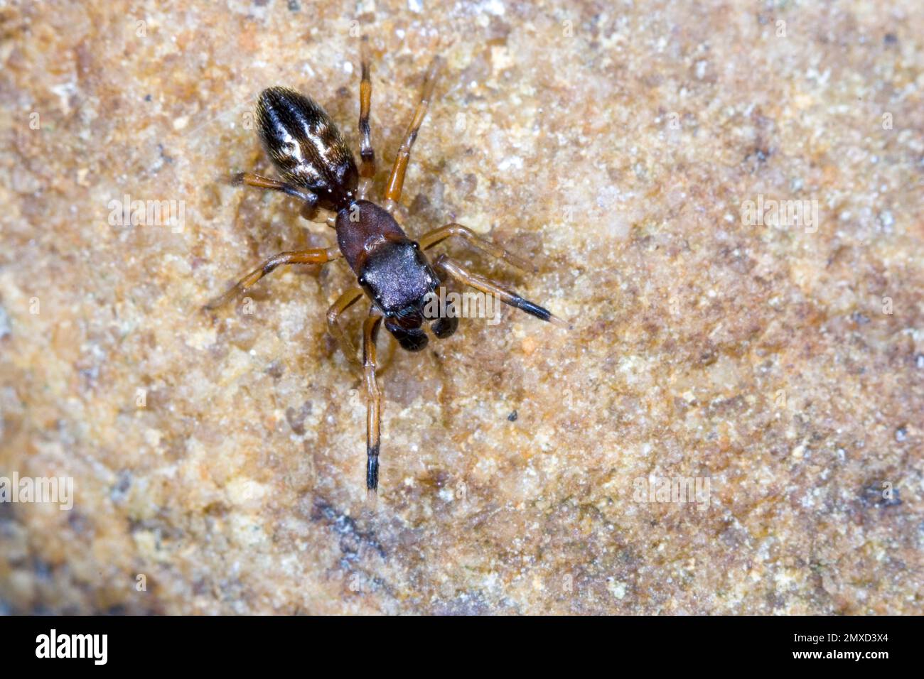 Ant mimic jumping spider, Ant spider (Myrmarachne formicaria), on a ...