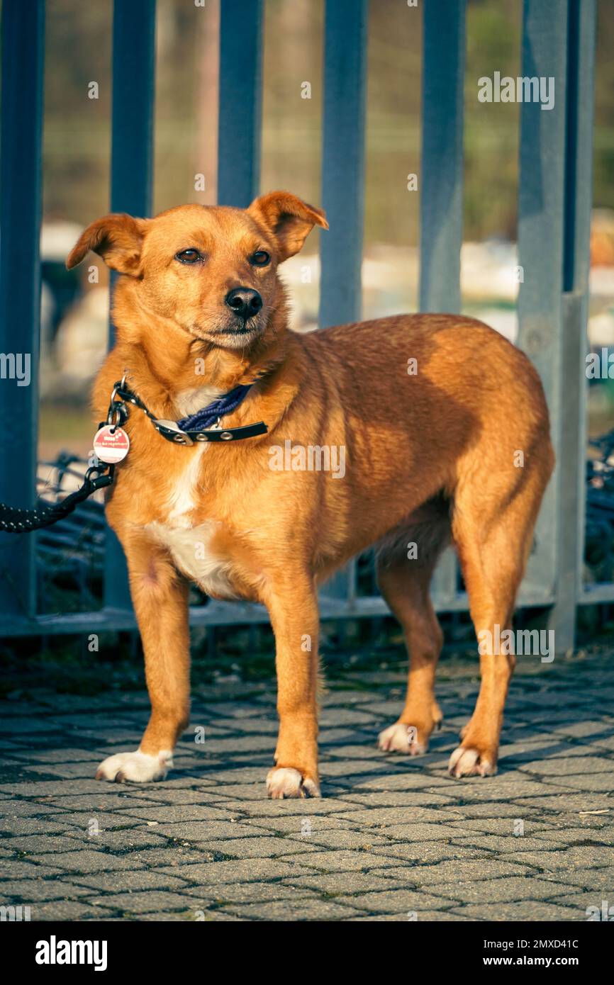 A vertical shot of an adorable ginger dog patiently waiting for its ...