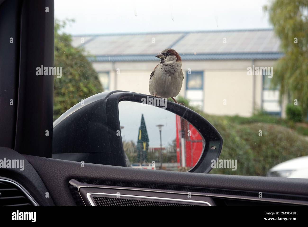 house sparrow (Passer domesticus), sitting on a exterior mirror ...