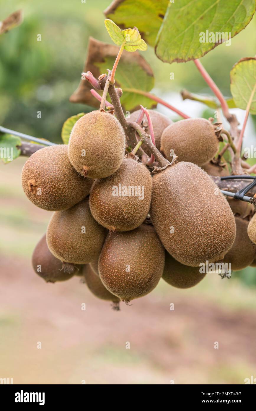 kiwi fruit, Chinese gooseberry (Actinidia deliciosa 'Kiwigold ...