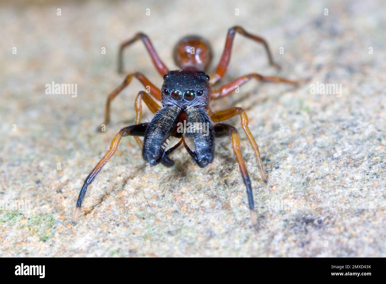 Ant mimic jumping spider, Ant spider (Myrmarachne formicaria), male on ...