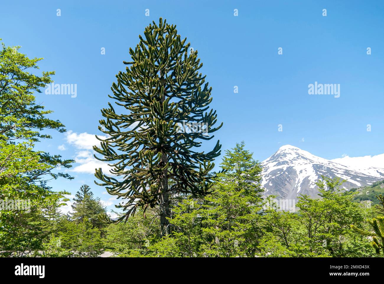 Araucaria conifer tree hi-res stock photography and images - Alamy