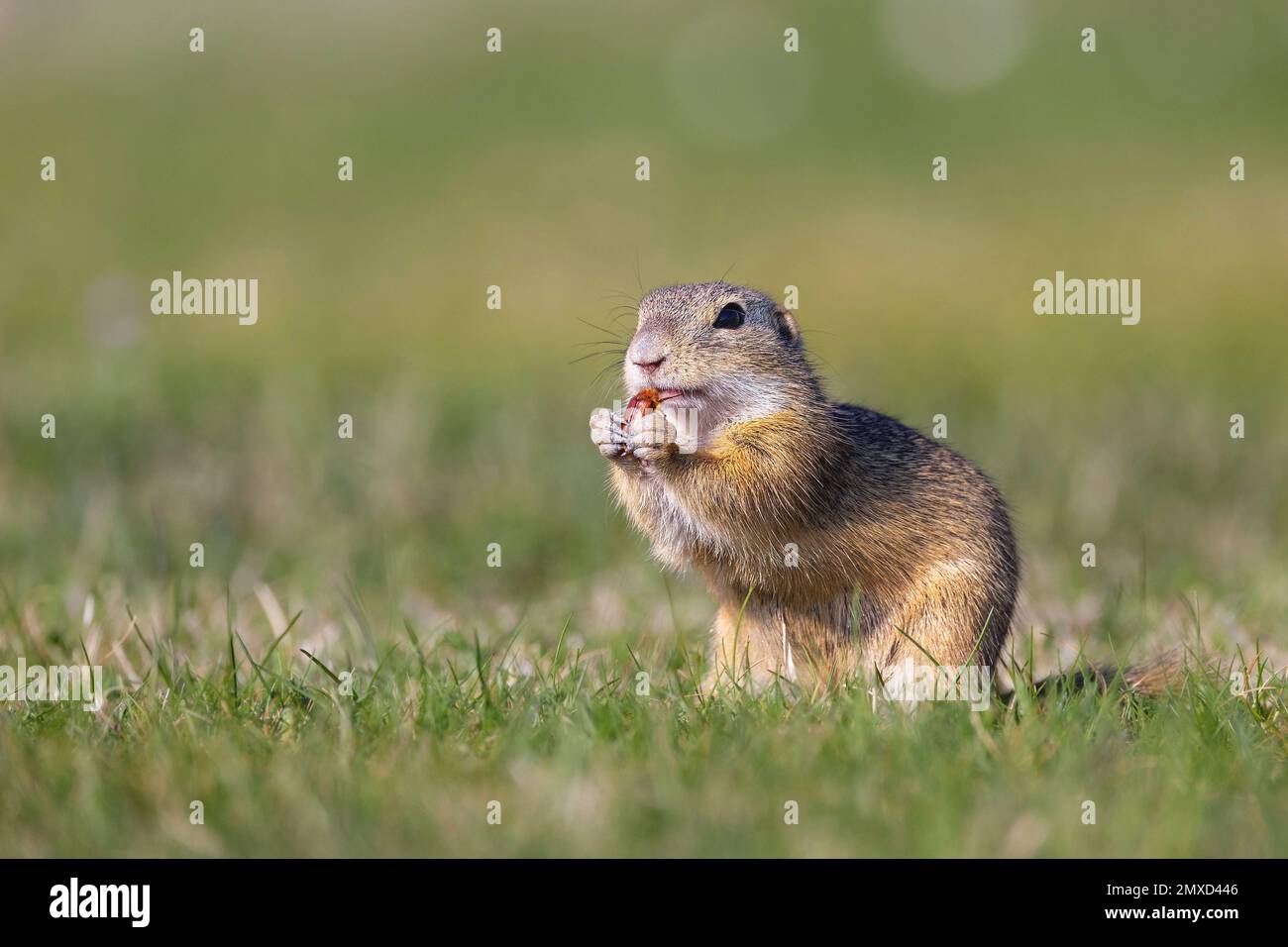 European ground squirrel, European suslik, European souslik (Citellus ...