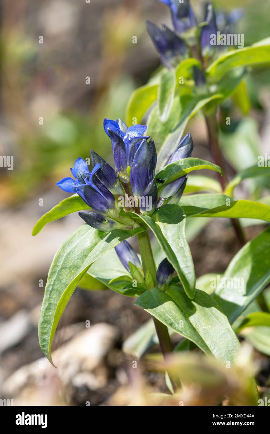 Cross-Leaved Gentian (Gentiana cruciata), blooming plant, Switzerland ...
