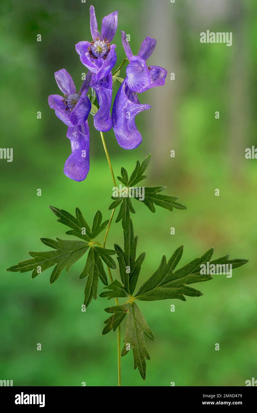 monk's-hood, true monkshood, garden monkshood (Aconitum napellus ...