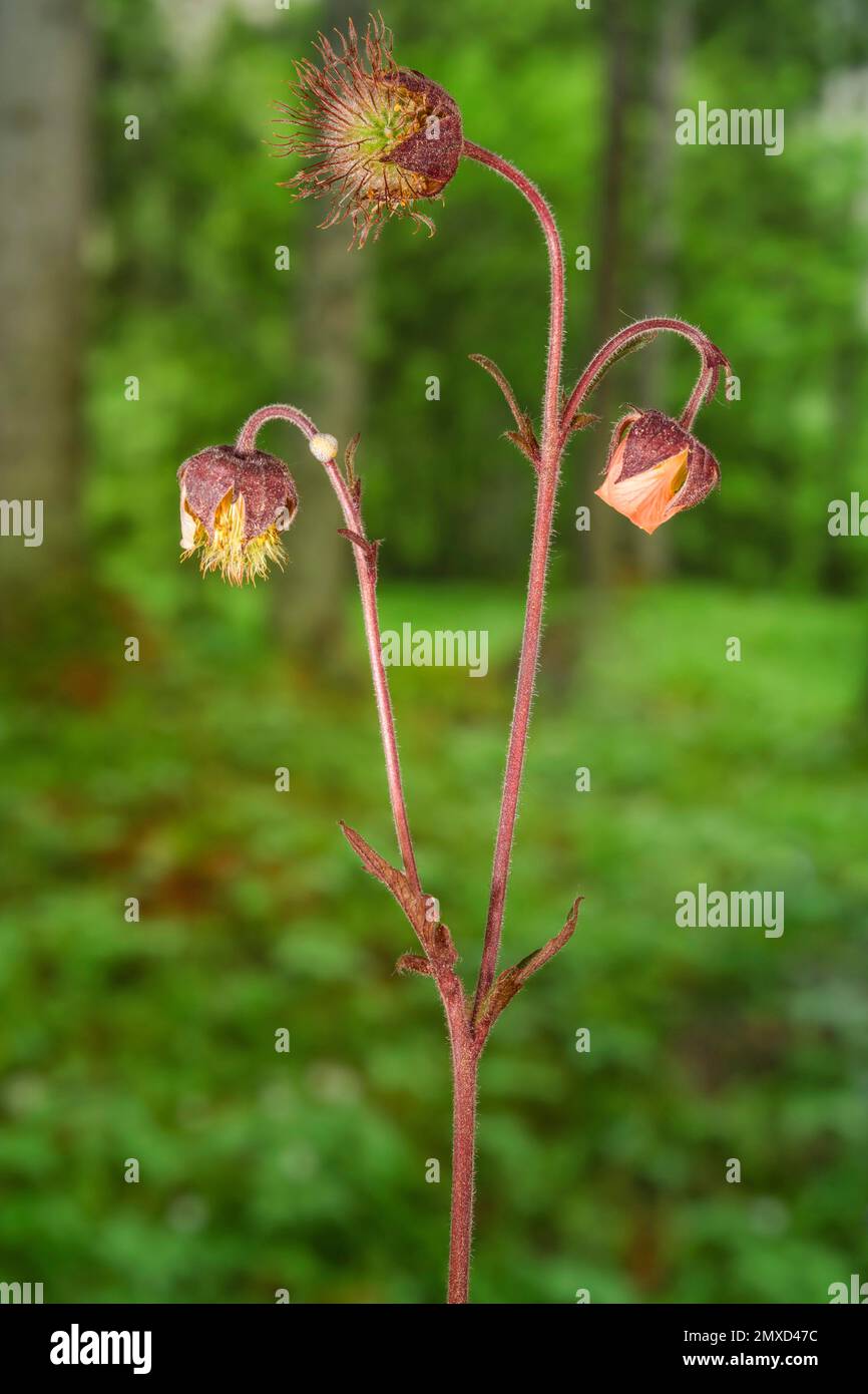 Purple aven flower hi-res stock photography and images - Alamy
