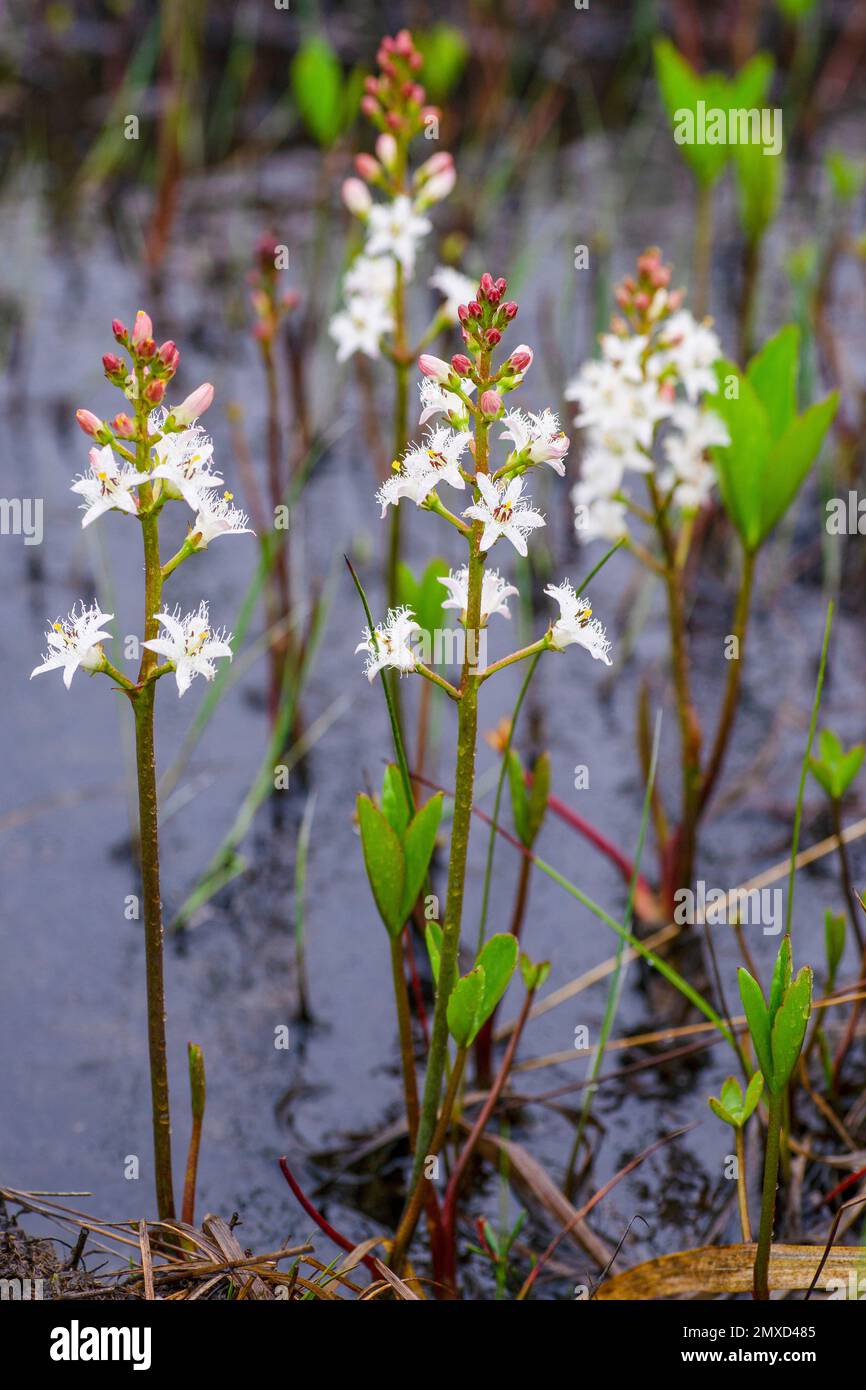 bogbean, buckbean (Menyanthes trifoliata), blooming, Germany, Bavaria ...