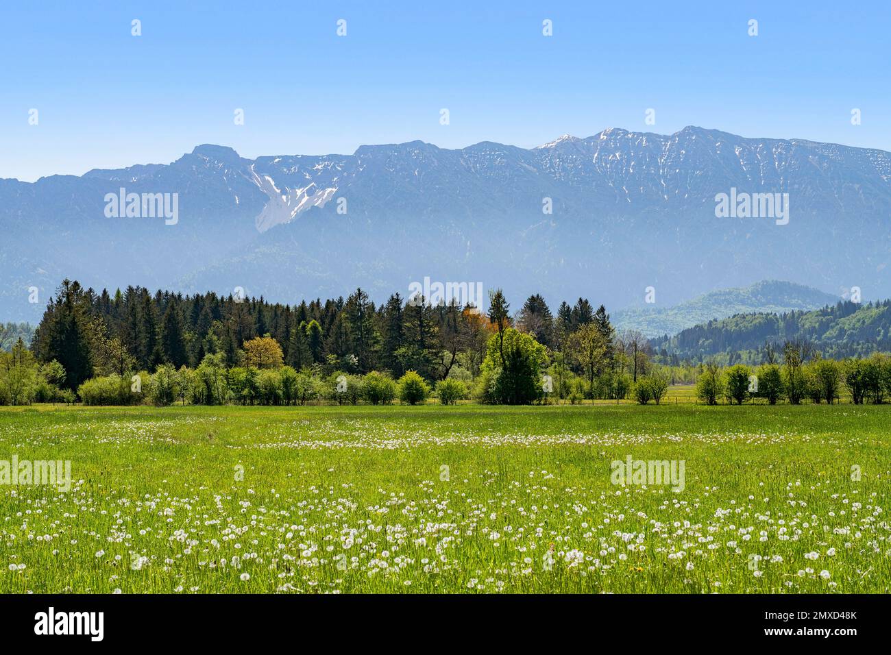 flowering spring meadow with Ammergau Alps and Hohe Kist, Germany ...