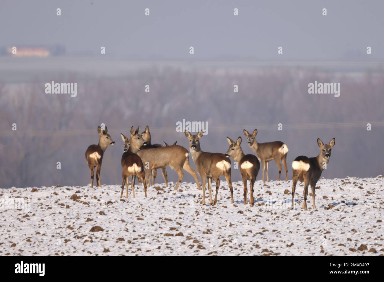 roe deer, roe, western roe deer, European roe (Capreolus capreolus ...