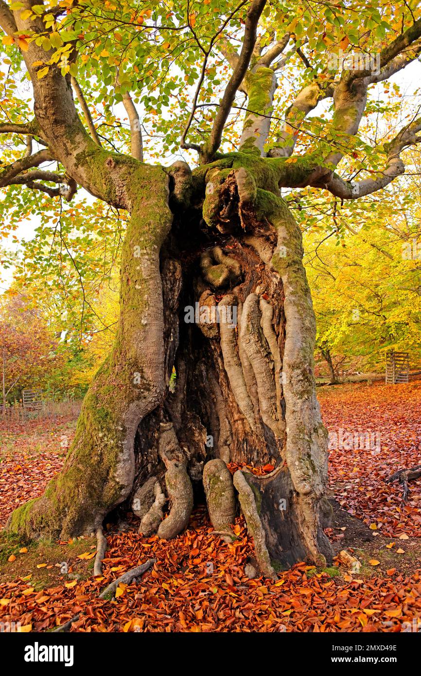 Decayed vegetation hi-res stock photography and images - Alamy