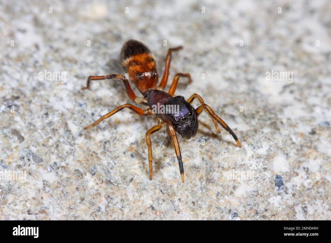 Ant mimic jumping spider, Ant spider (Myrmarachne formicaria), female ...