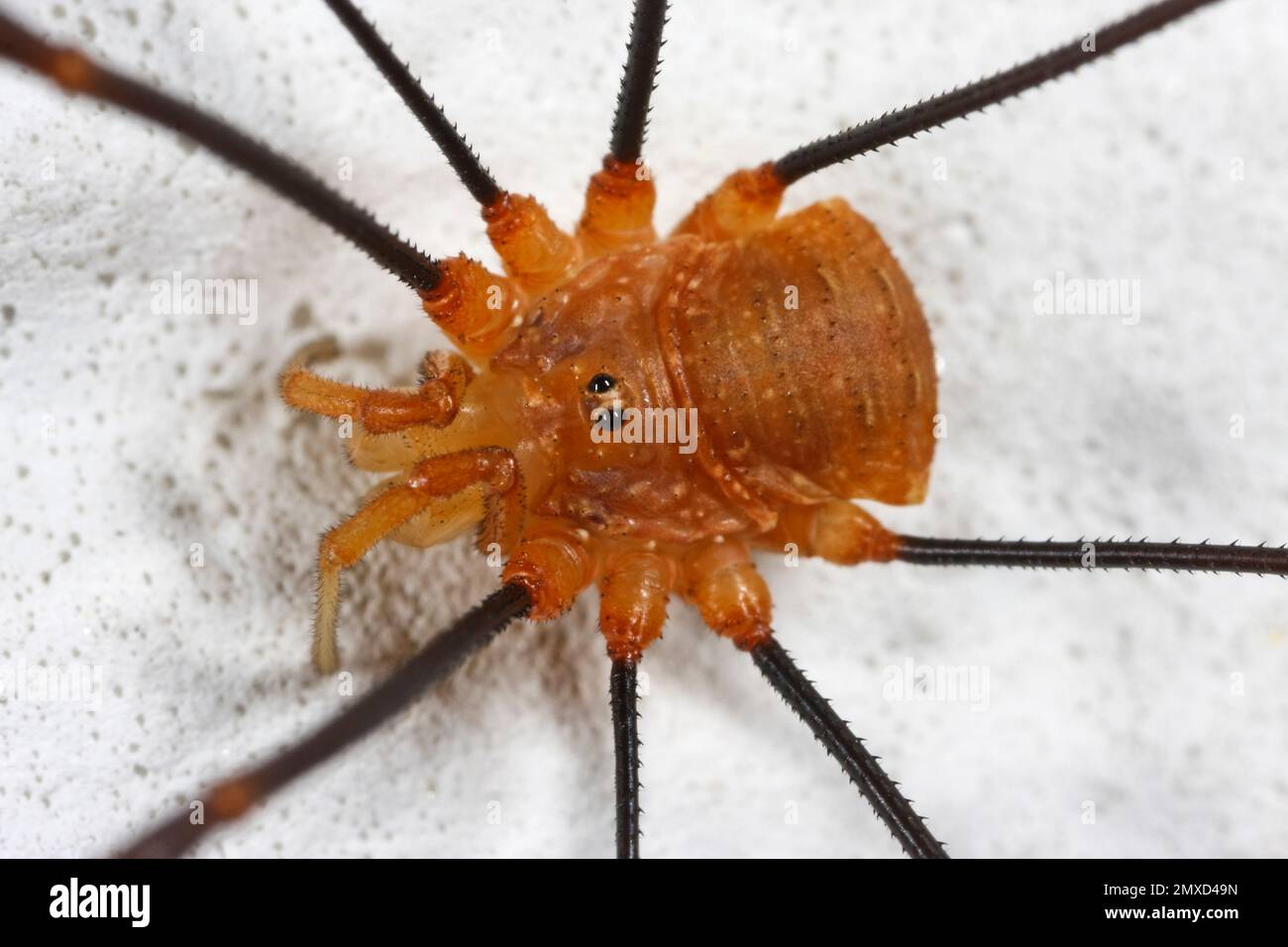 Canestriniss hi-res stock photography and images - Alamy