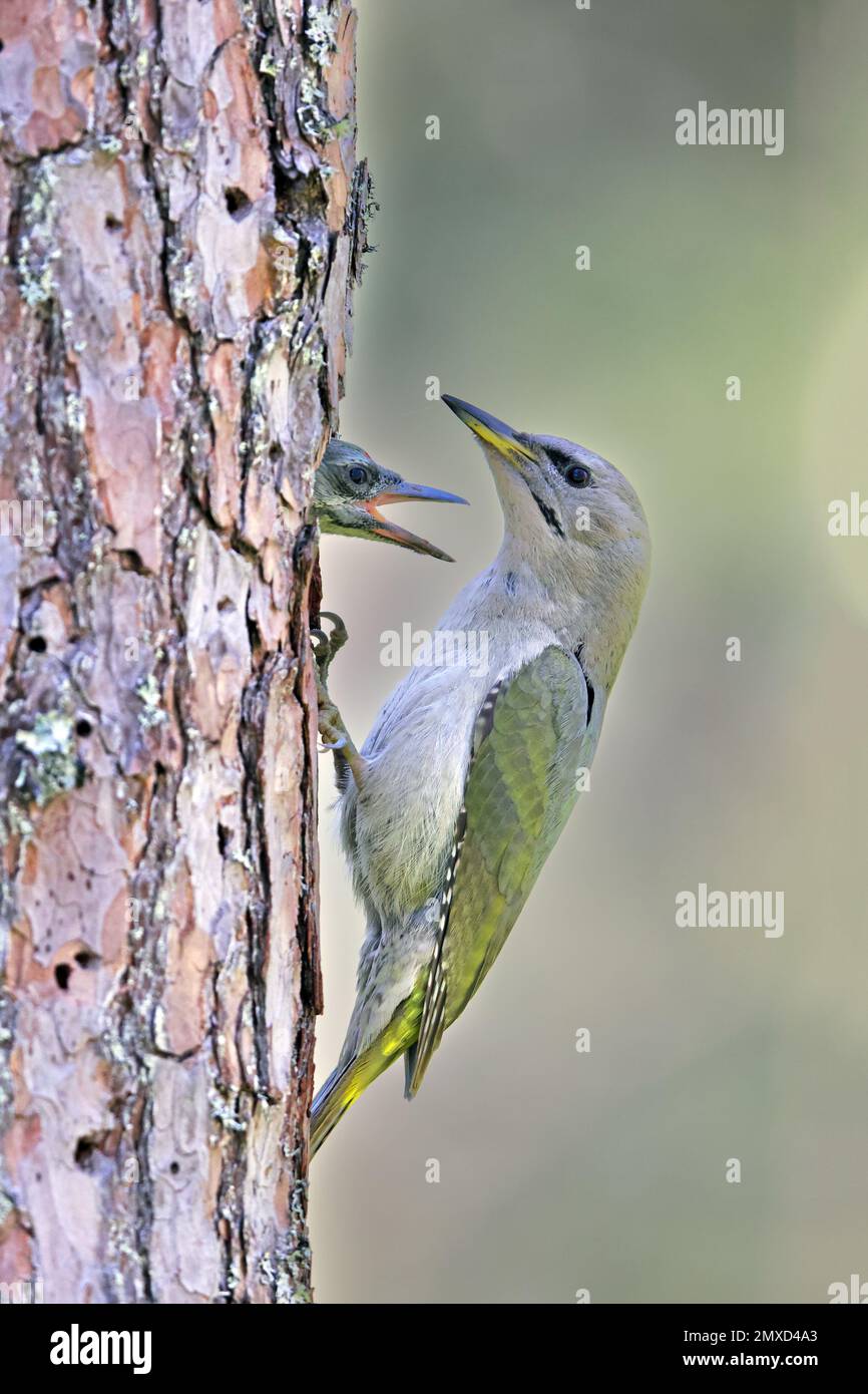 grey-faced woodpecker (Picus canus), female sitting a pine trunk at ...
