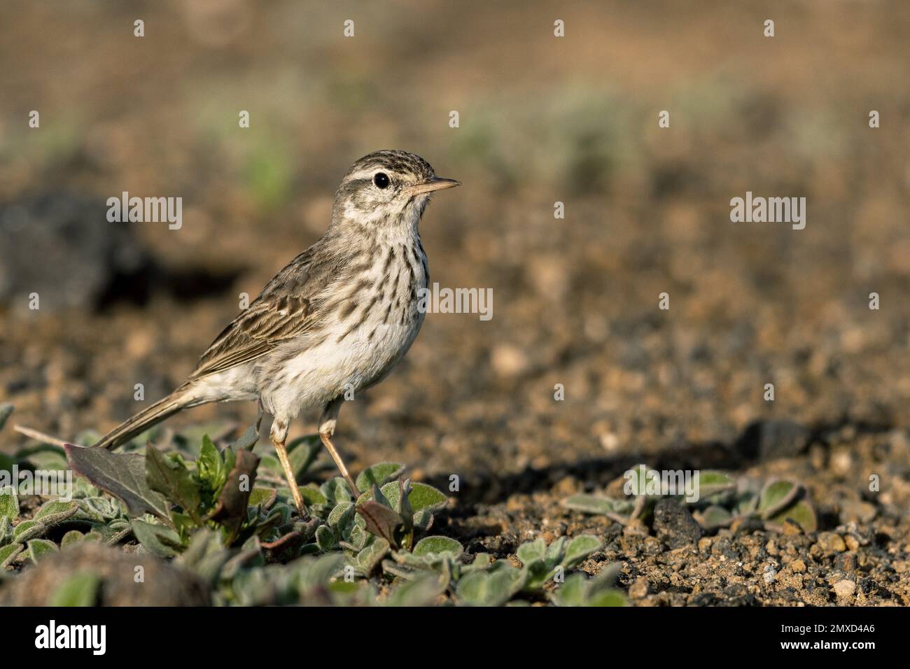 Canarian pitpit, Berthelot's Pipit (Anthus berthelotii), standing ...