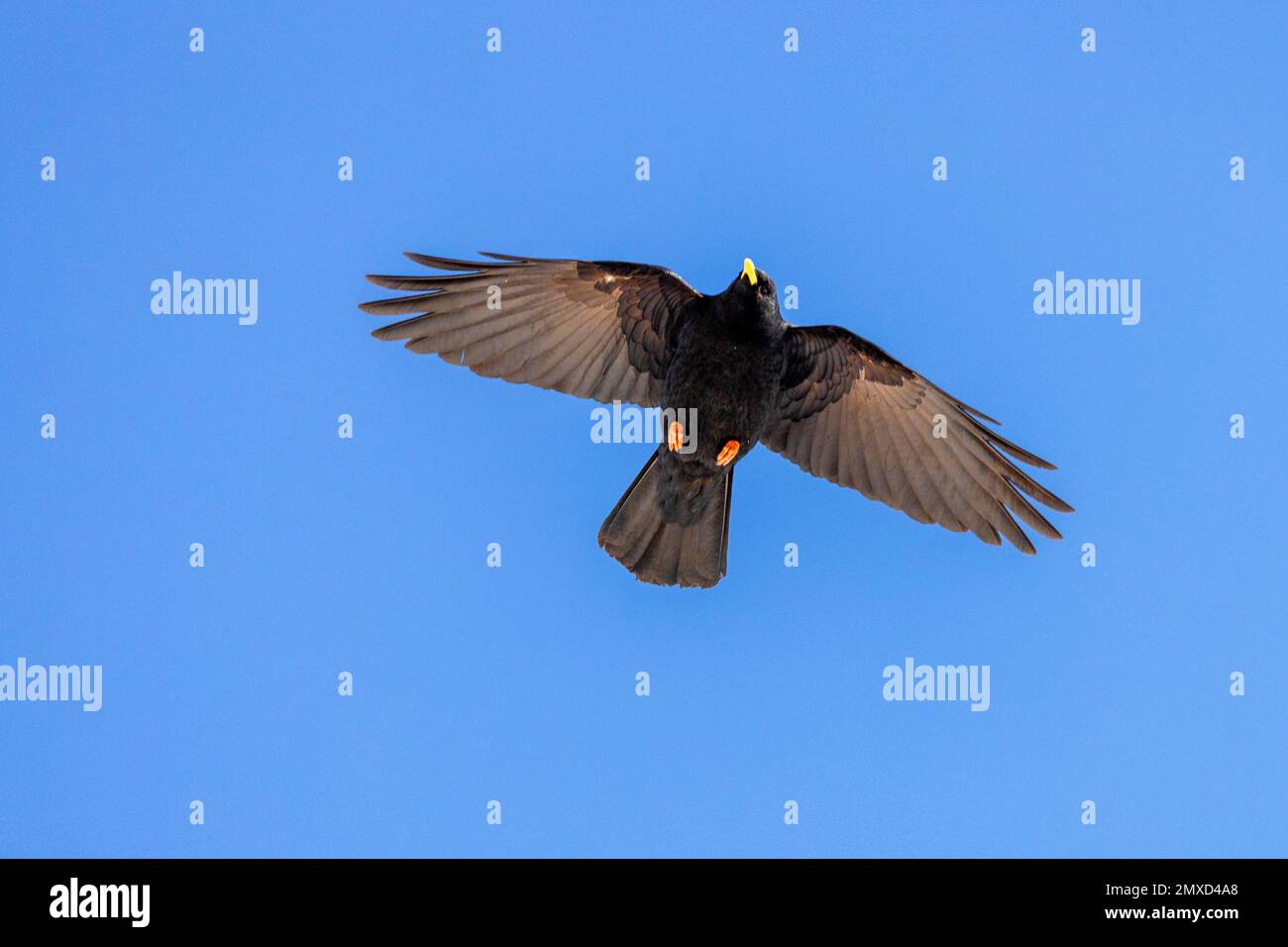 alpine chough (Pyrrhocorax graculus), in flight, Switzerland, Valais ...