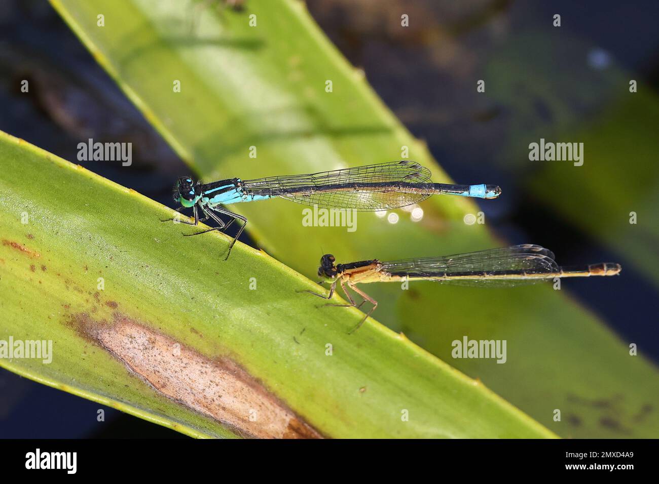common ischnura, blue-tailed damselfly (Ischnura elegans), male sitting ...