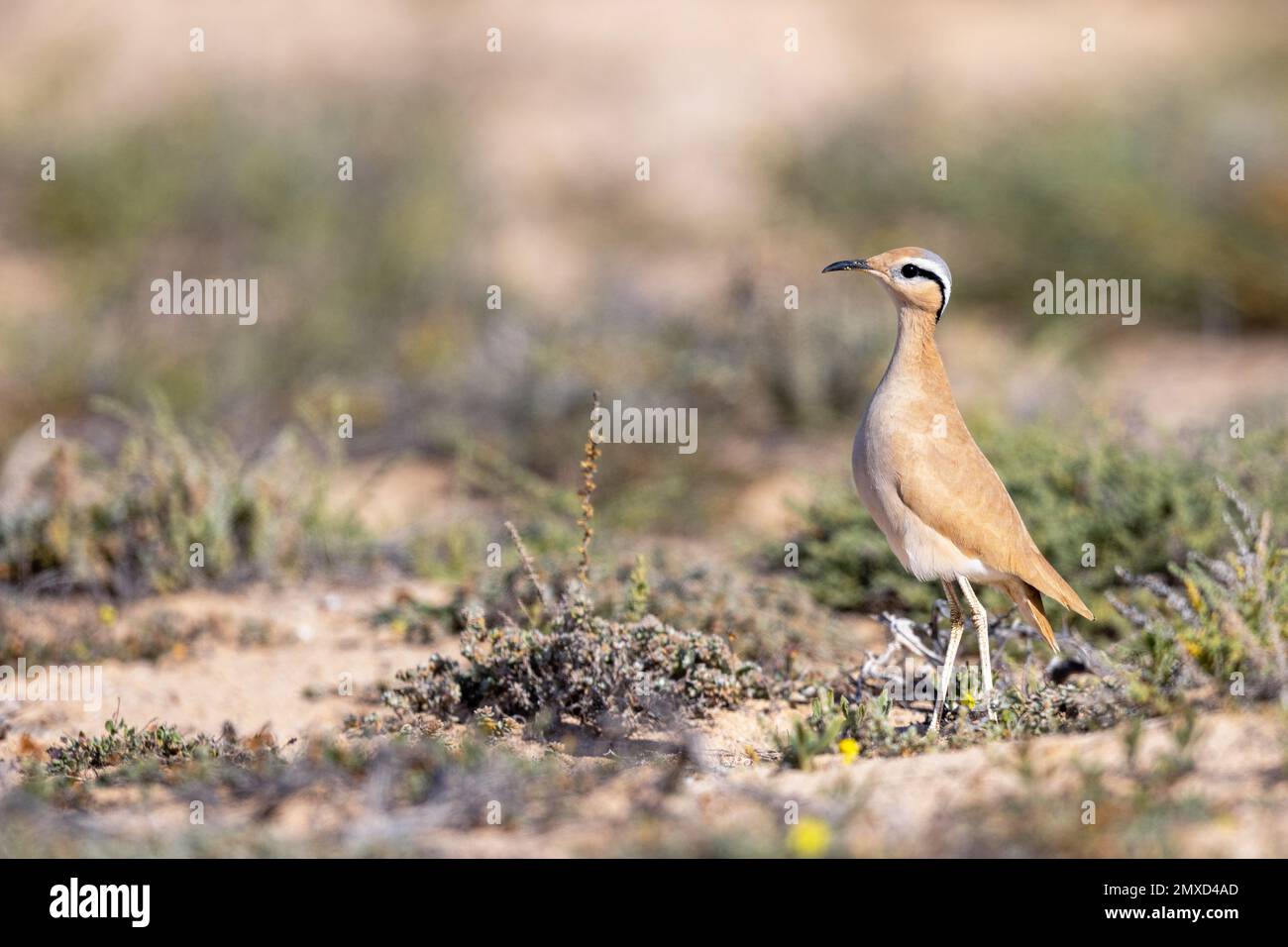 cream-coloured courser (Cursorius cursor), standing, Canary Islands ...