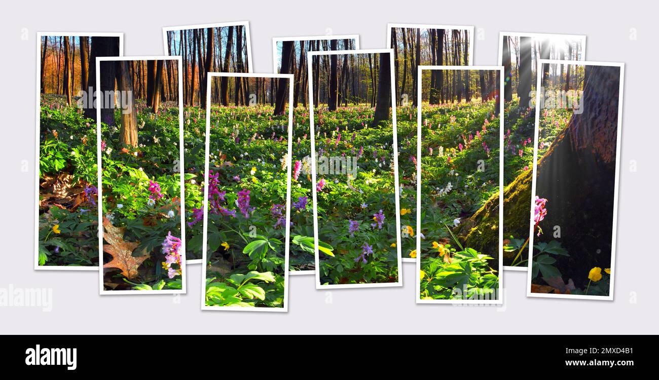 Isolated ten frames collage of picture of mountain forest. Sunny ...