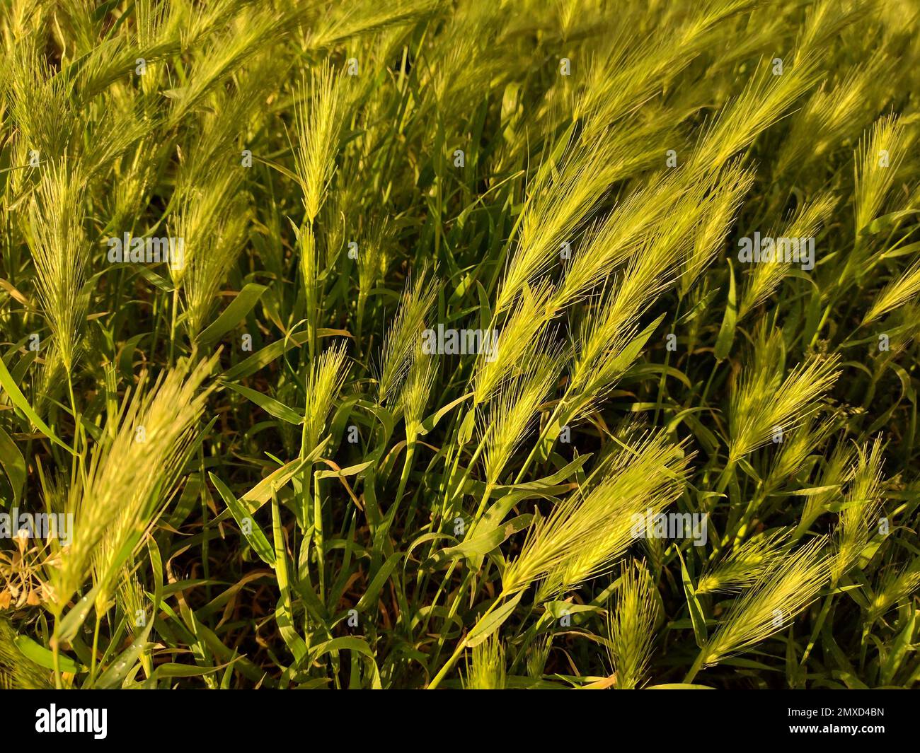 Golden Wild wheat on the field at sunset sunrise. Nature background ...