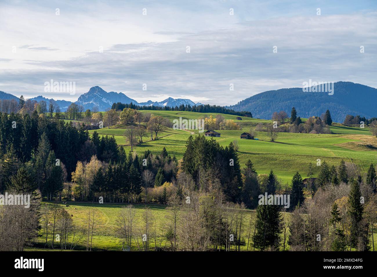 hilly meadow and forest landscape, Ammergau Alps in the background ...