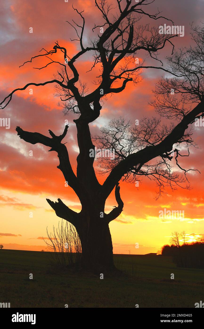oak (Quercus spec.), old oak tree at sunset, Germany Stock Photo - Alamy