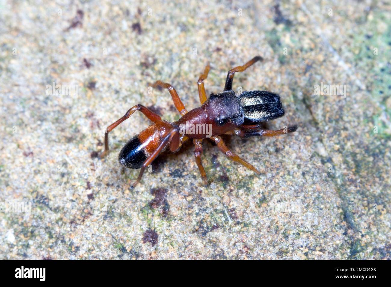 Ant mimic jumping spider, Ant spider (Myrmarachne formicaria), male on ...