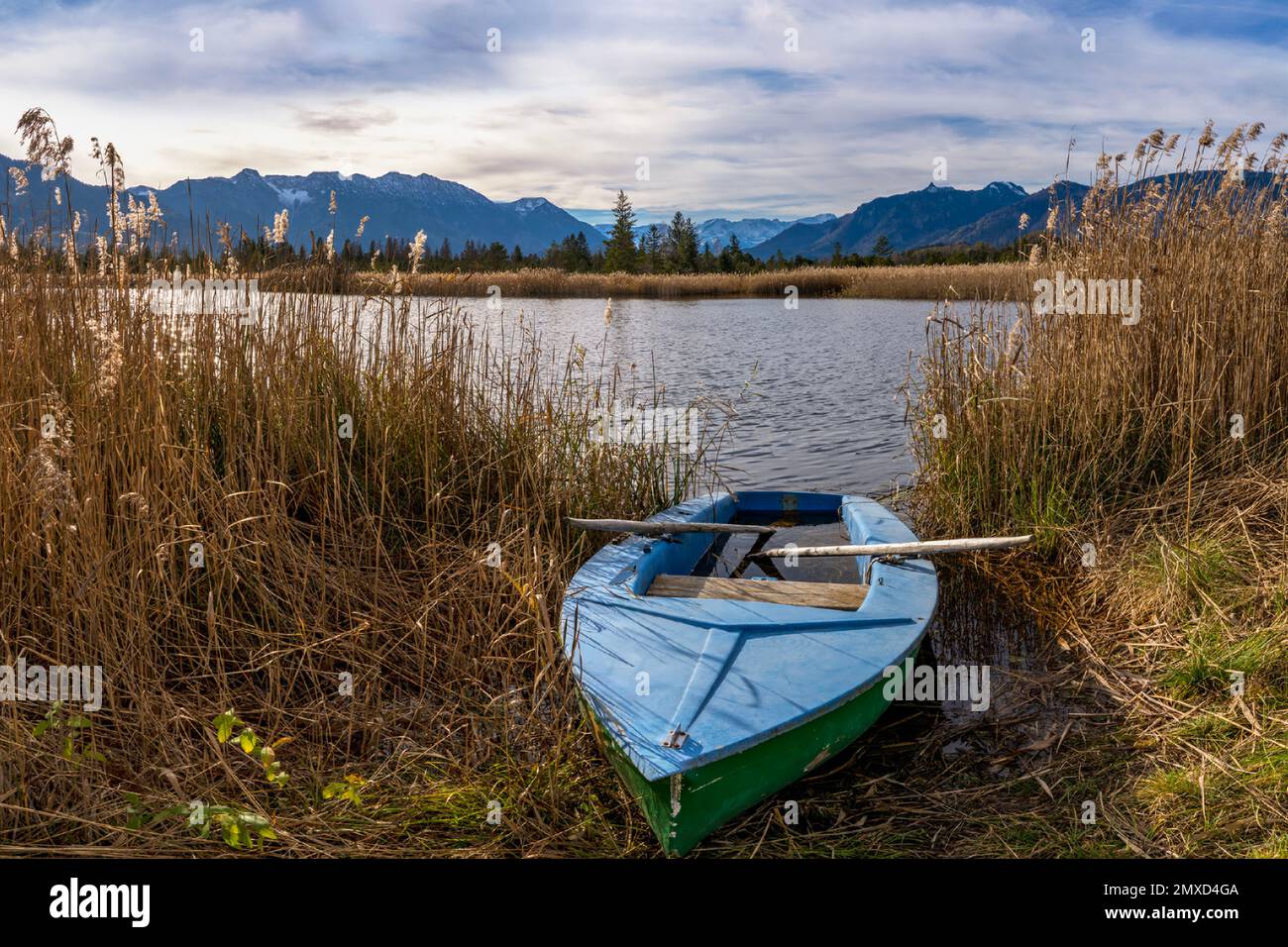 old rowing boat in the reed belt of a moor lake in the Murnauer Moos ...
