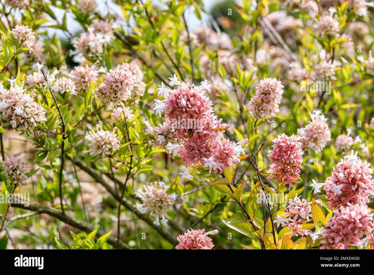 Chinese Abelia (Abelia chinensis, Abelia rupestris,), blooming, Europe ...