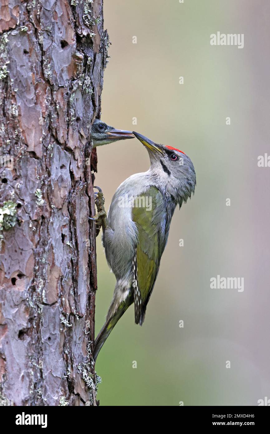 grey-faced woodpecker (Picus canus), male sitting a pine trunk at ...