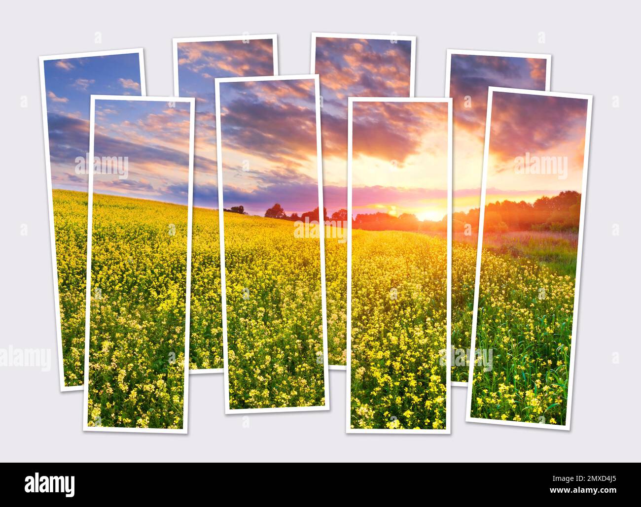 Isolated eight frames collage of picture of sunrise on the field of ...