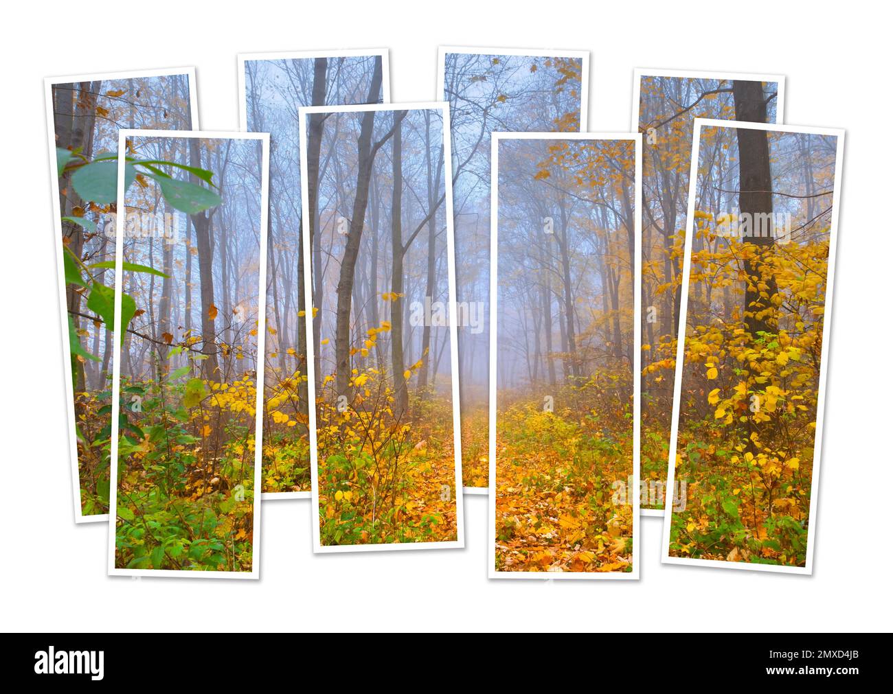 Isolated eight frames collage of picture of foggy autumn forest ...