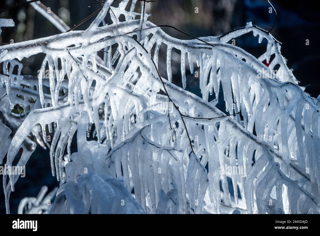 Heathfield, January 18th 2023: Icicles in the hamlet of Little London Stock Photo - Alamy