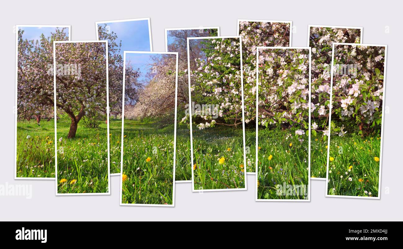 Isolated ten frames collage of picture of blooming apple tree garden ...