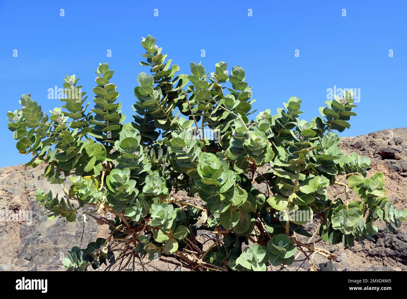 Calotrope, Apple of Sodom, Sodom apple, stabragh, Osheror stabragh ...