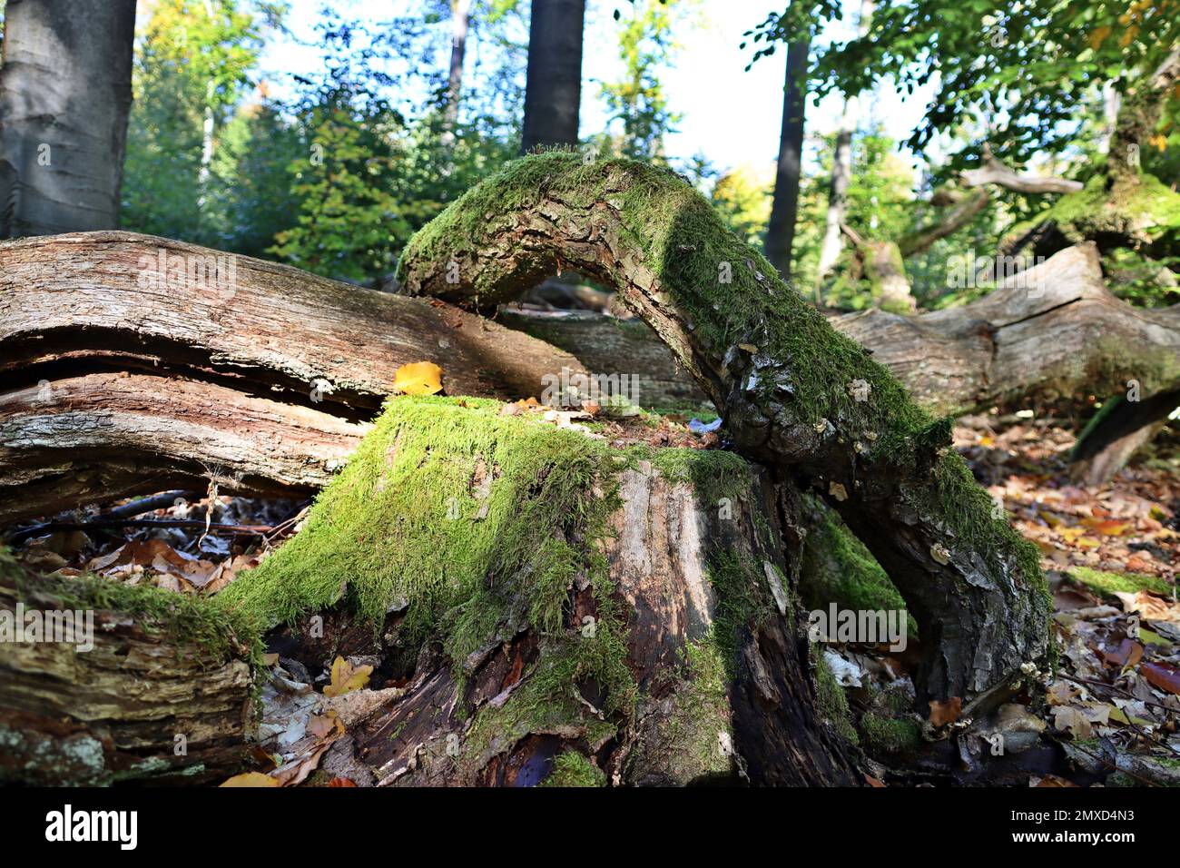 rotting tree trunks in nature reserve Urwald Sababurg, Germany, Hesse ...