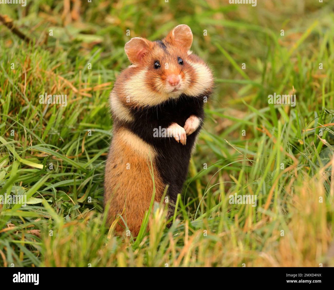 common hamster, black-bellied hamster (Cricetus cricetus), sitting ...