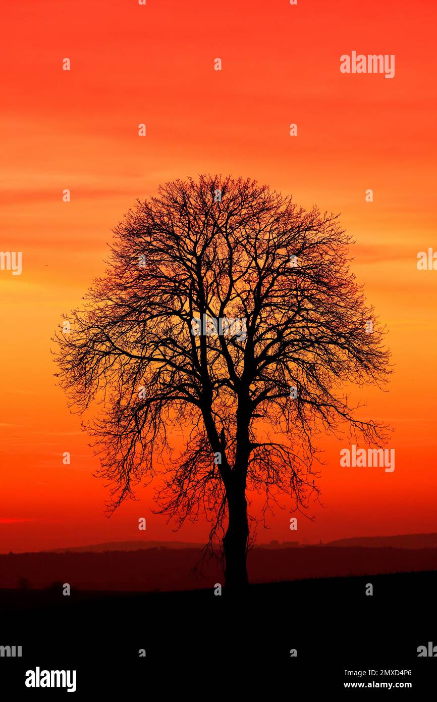 common horse chestnut (Aesculus hippocastanum), chestnut tree in winter ...