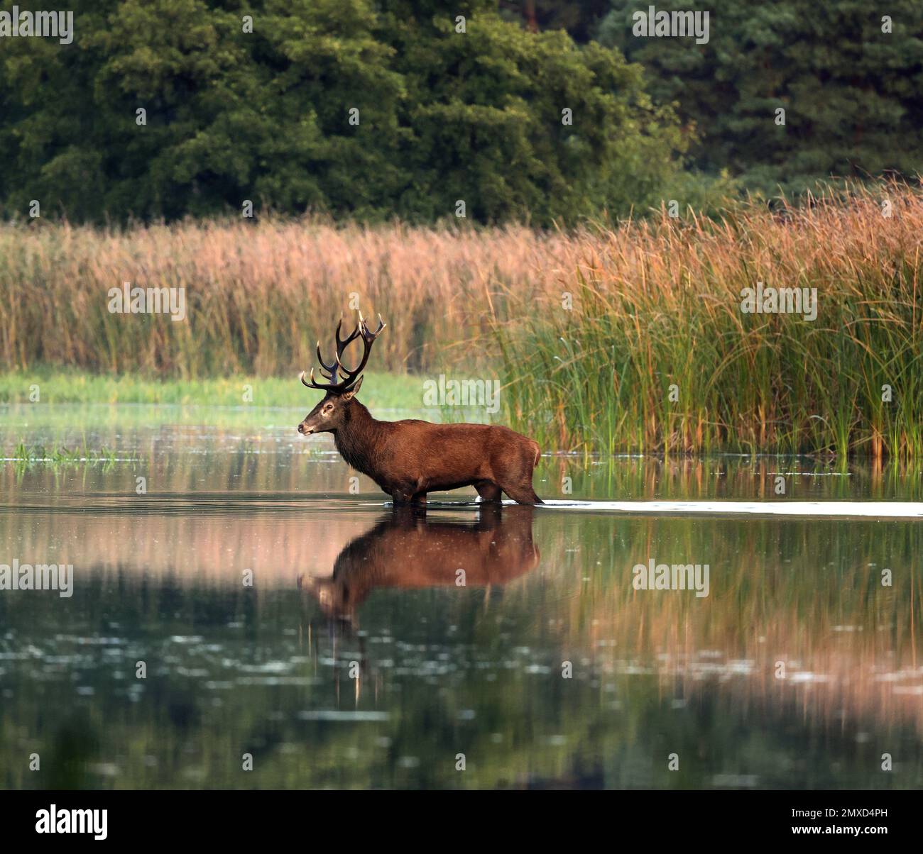 Venado rojo hi-res stock photography and images - Alamy