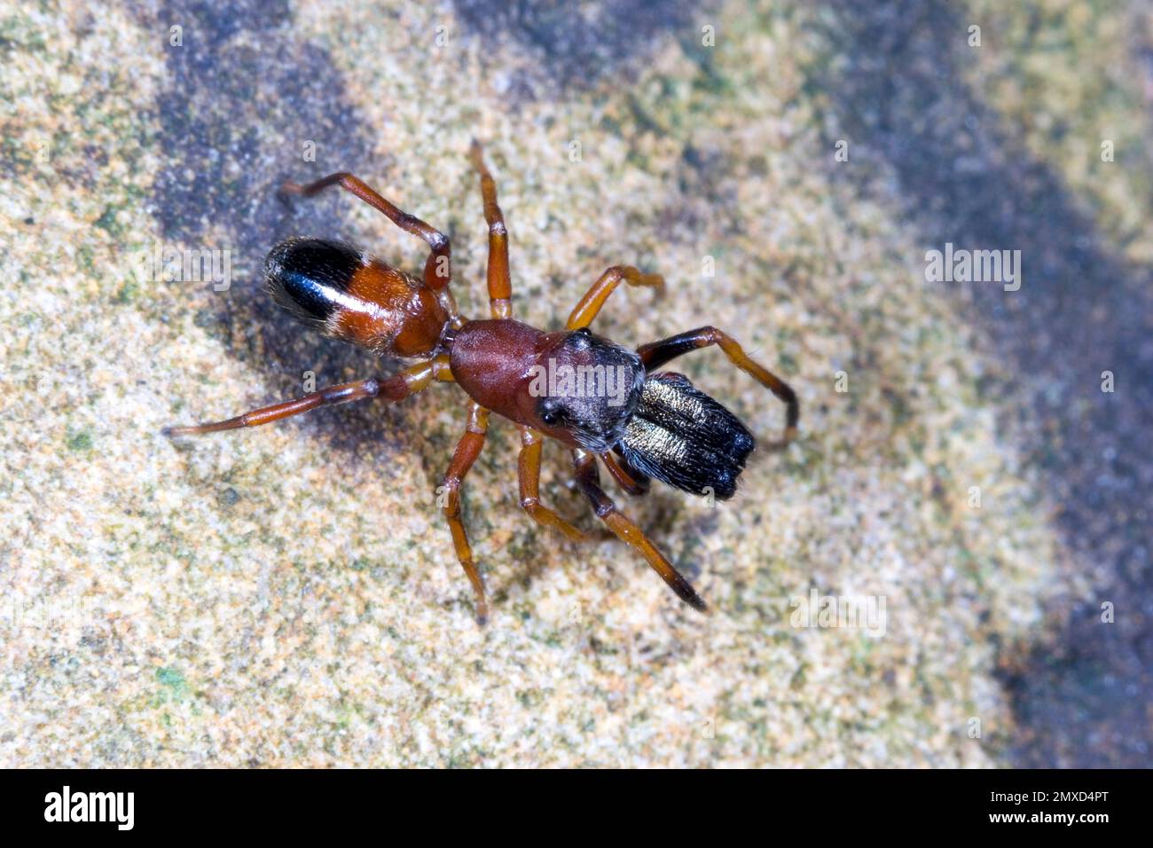 Ant mimic jumping spider, Ant spider (Myrmarachne formicaria), male on ...