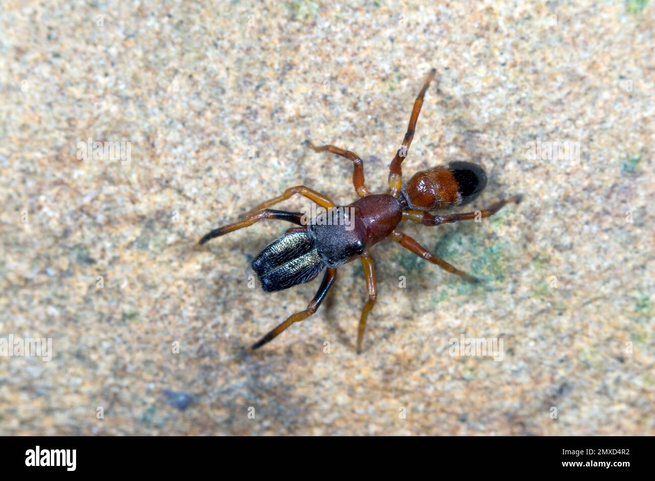 Ant mimic jumping spider, Ant spider (Myrmarachne formicaria), male on ...