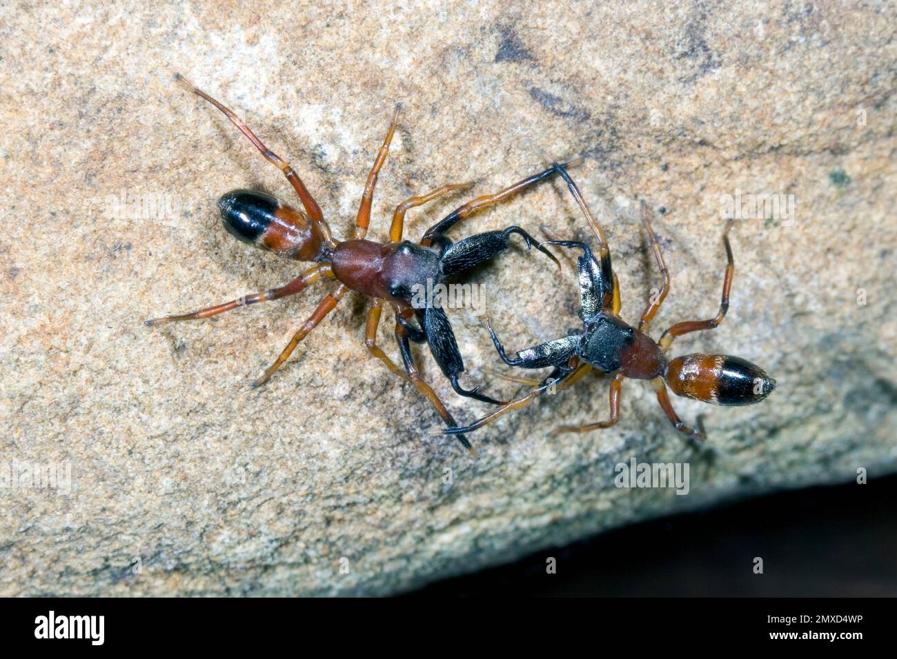 Ant mimic jumping spider, Ant spider (Myrmarachne formicaria), two ...