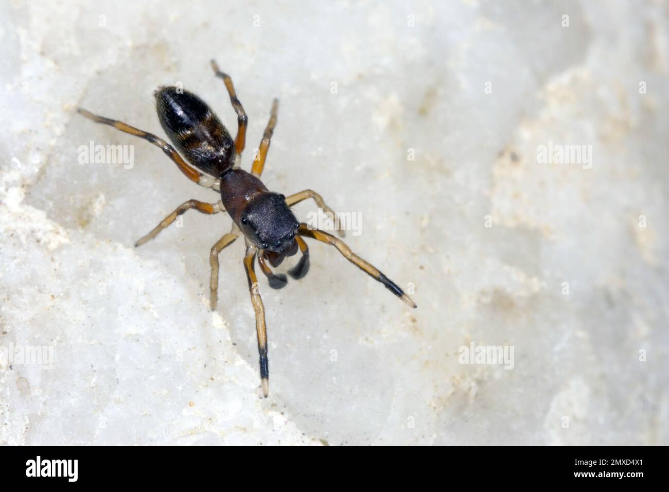 Ant mimic jumping spider, Ant spider (Myrmarachne formicaria), female ...