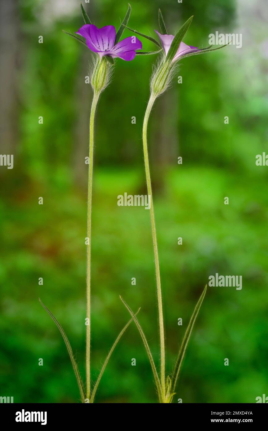 Common corncockles hi-res stock photography and images - Alamy