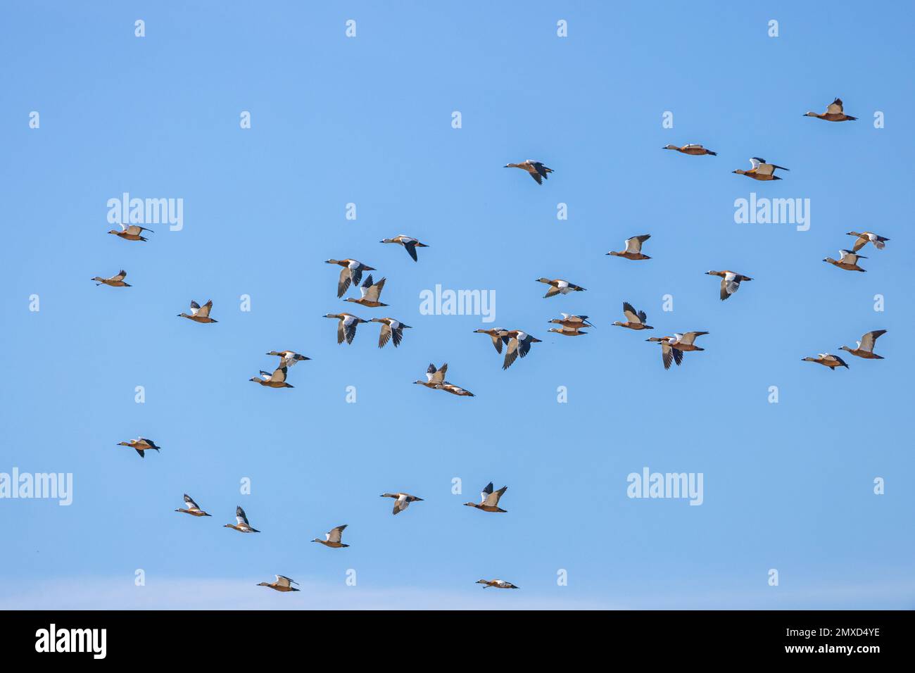 ruddy shelduck (Tadorna ferruginea, Casarca ferruginea), large flock at ...