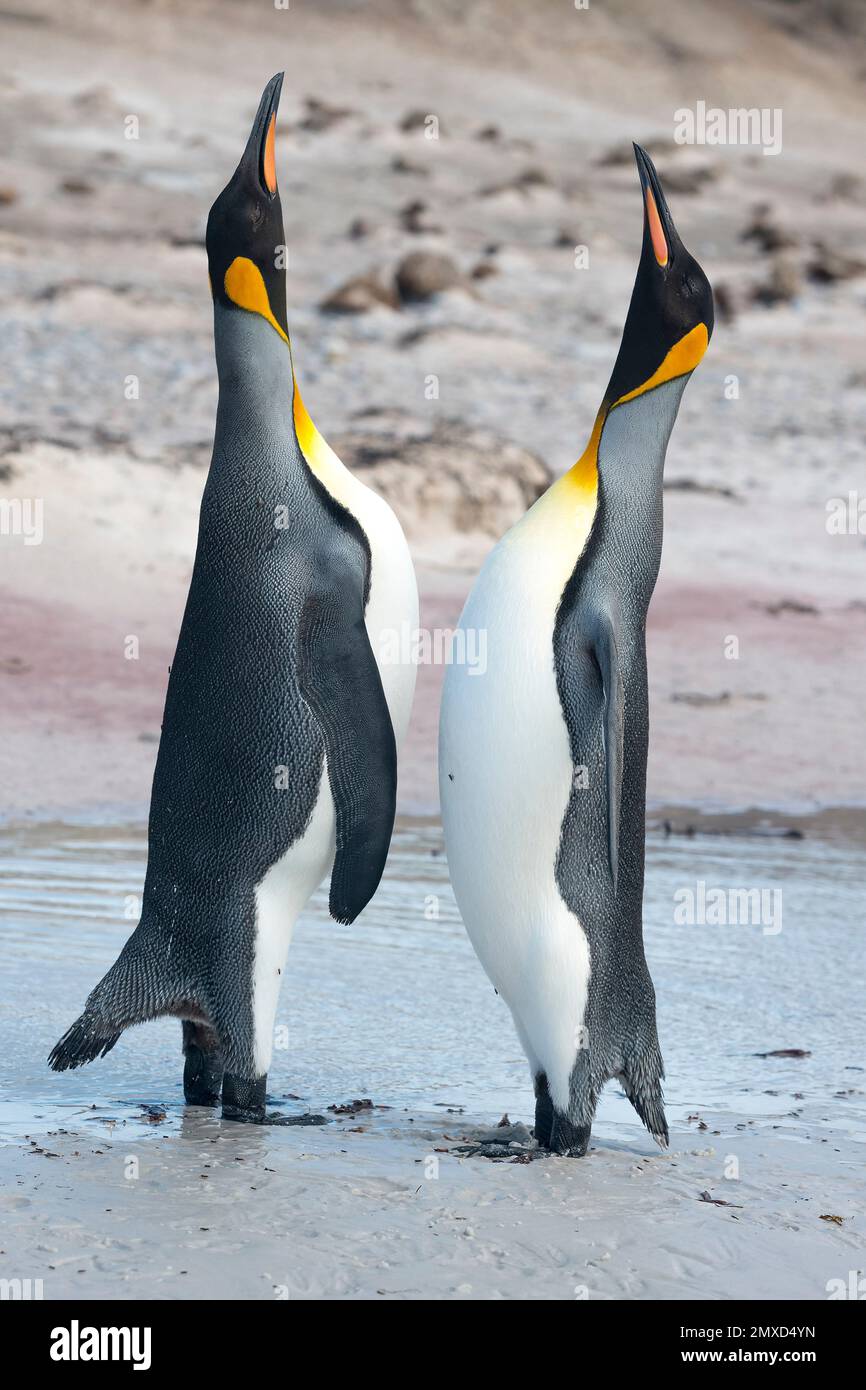 Face each other hi-res stock photography and images - Alamy