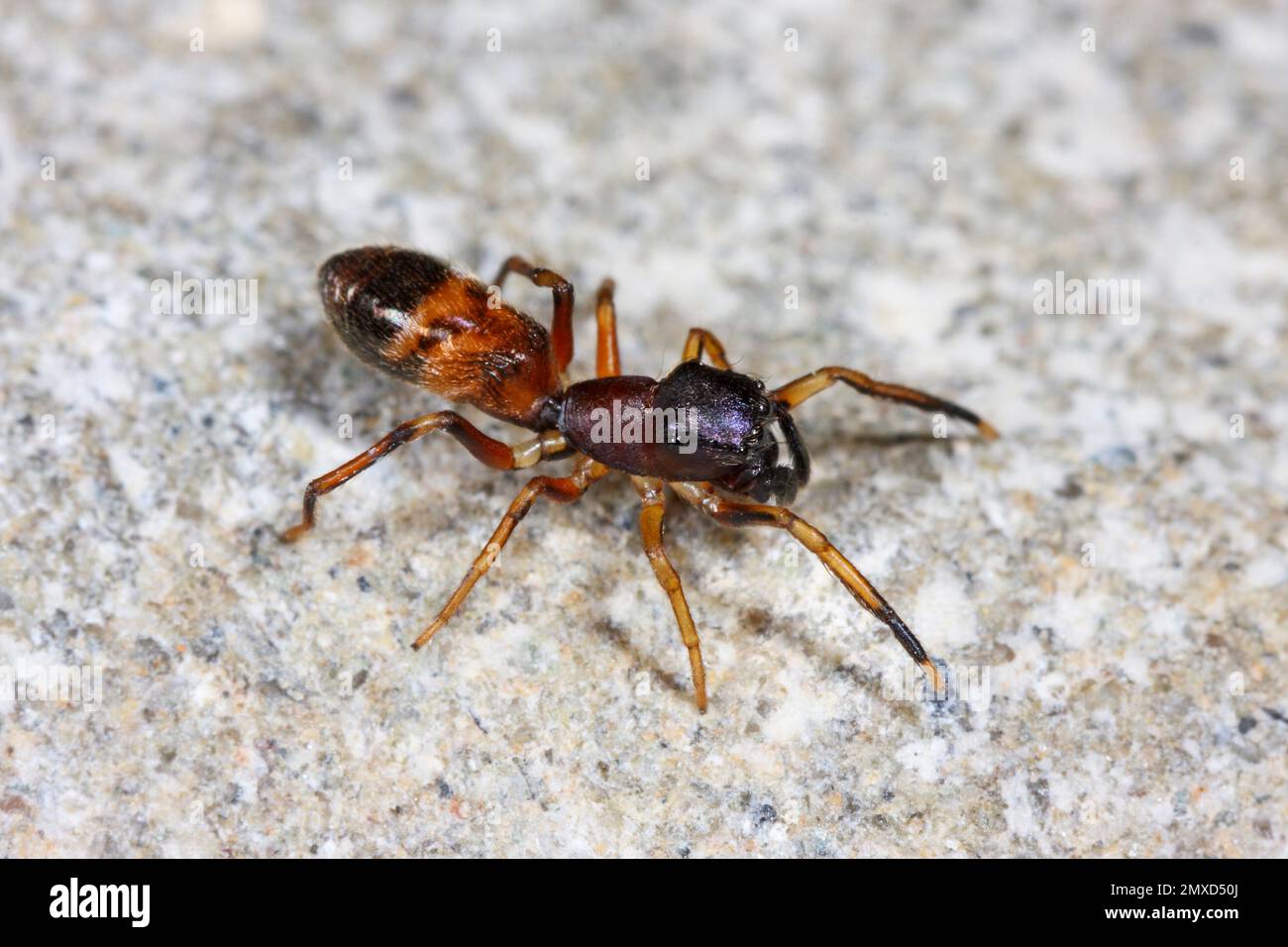 Ant mimic jumping spider, Ant spider (Myrmarachne formicaria), female ...